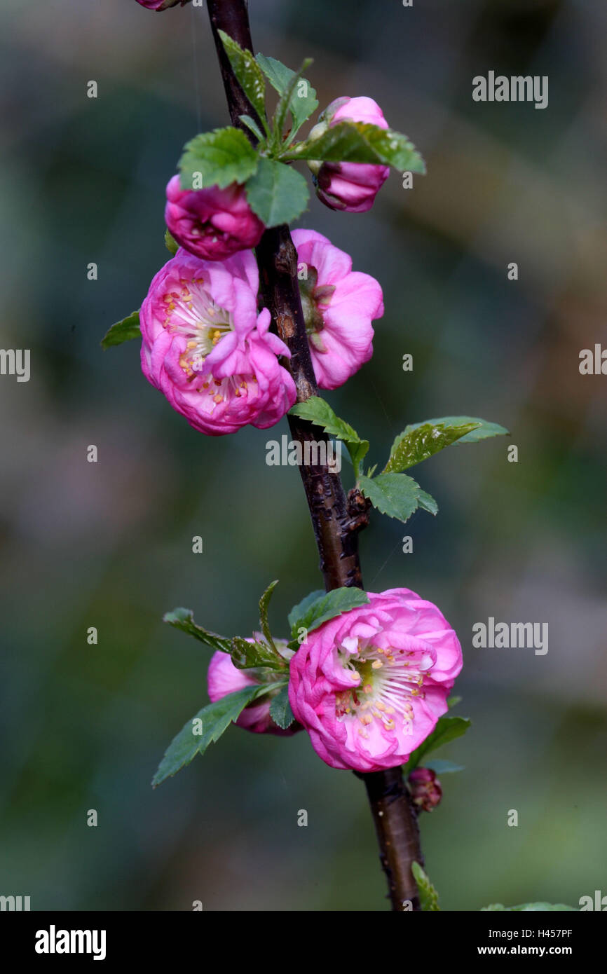 Tonsil hi-res stock photography and images - Alamy