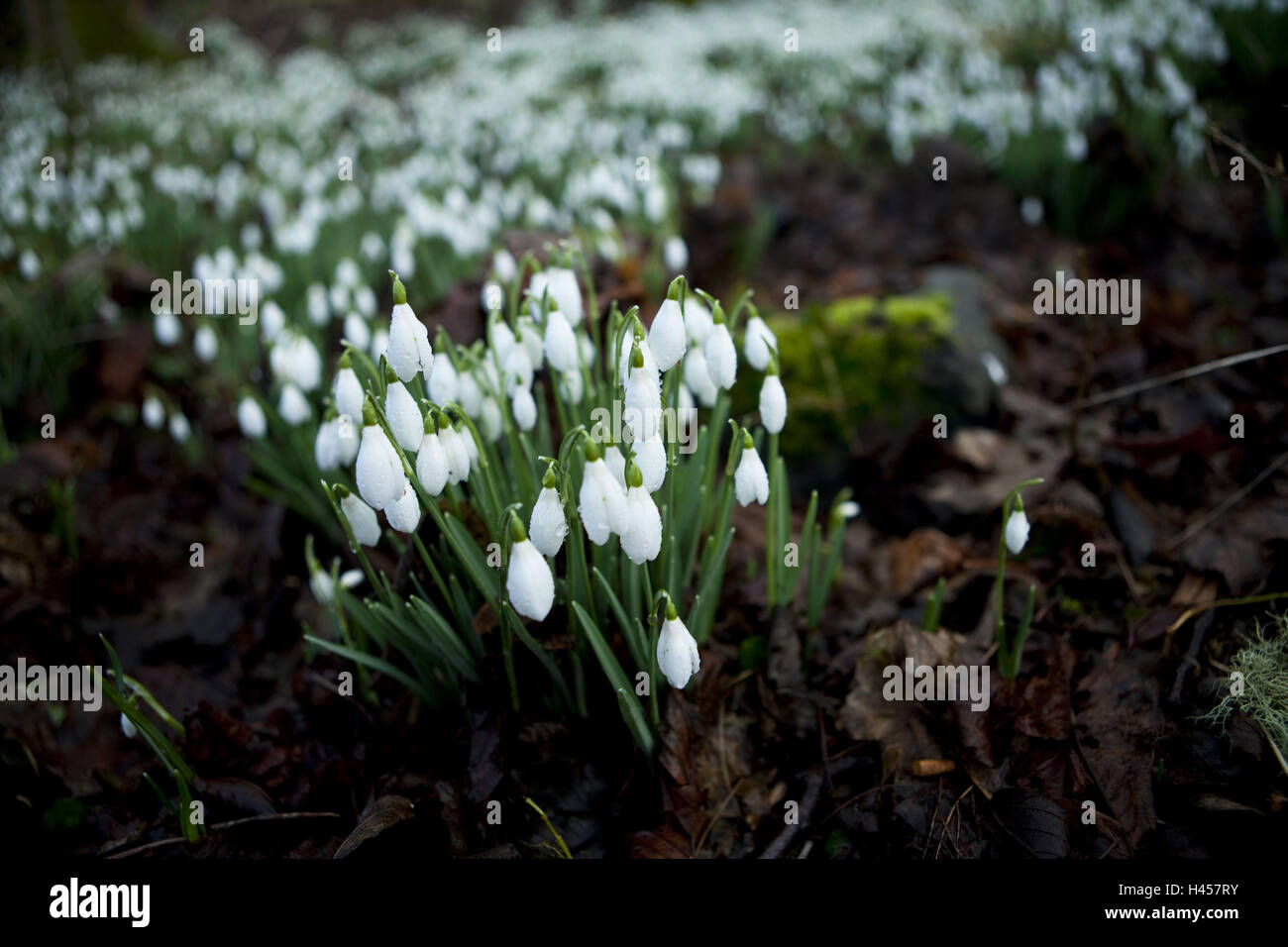 Snow bells flowers hi-res stock photography and images - Alamy