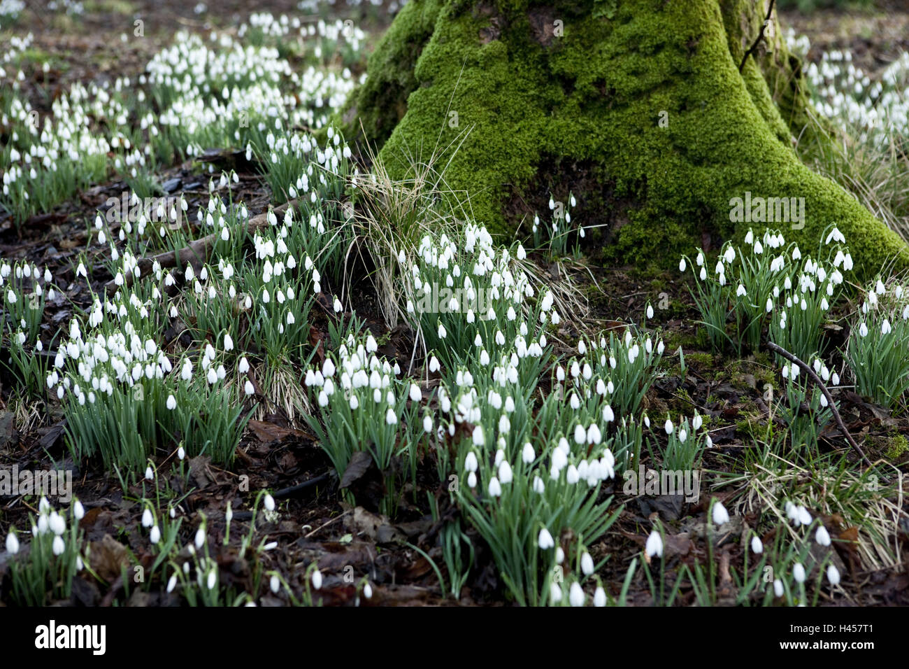 Snow little bells, Galanthus nivalis Stock Photo - Alamy