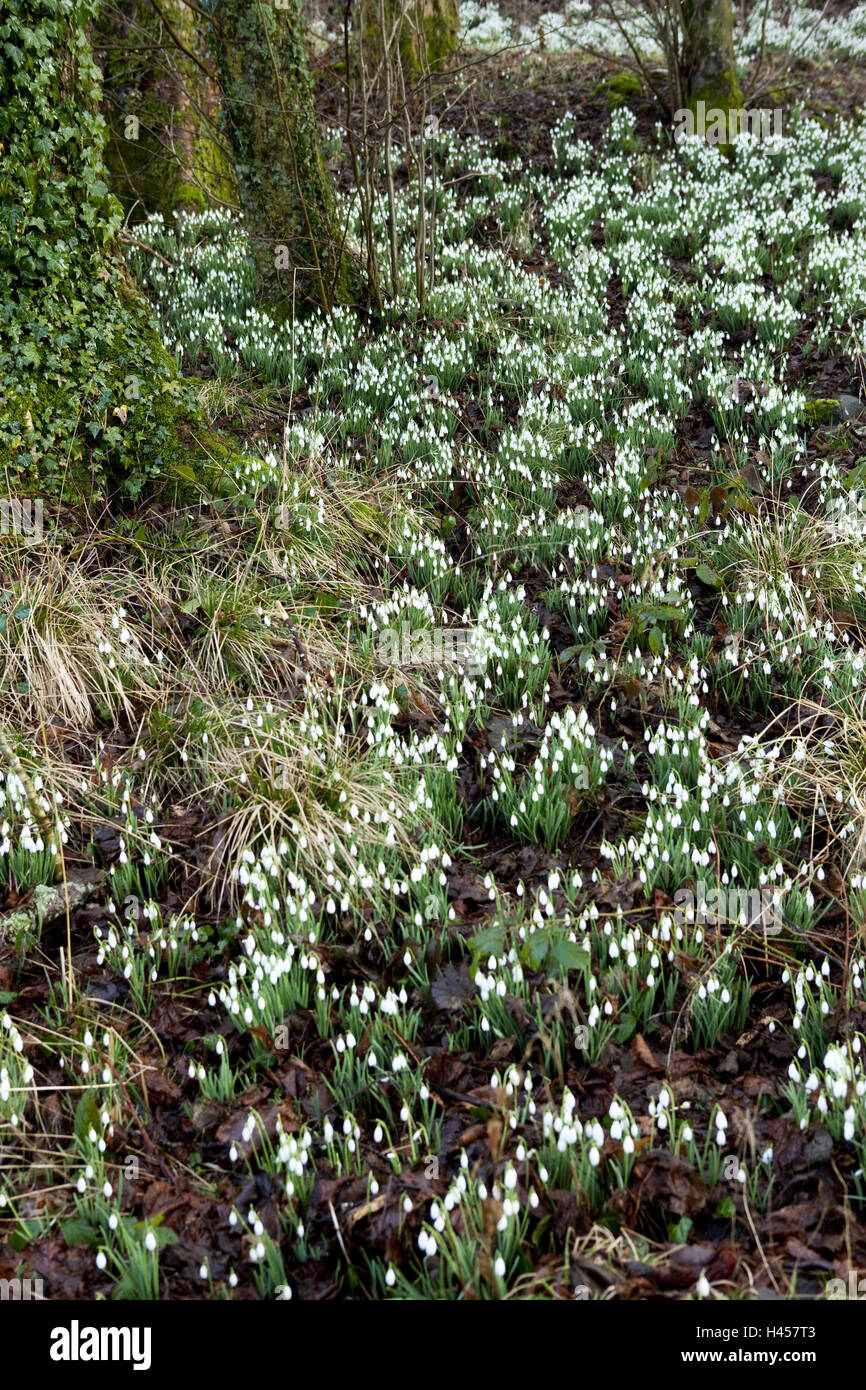 Snow bells flowers hi-res stock photography and images - Alamy
