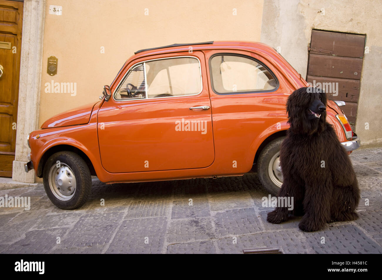 Car, dog, size difference Stock Photo - Alamy