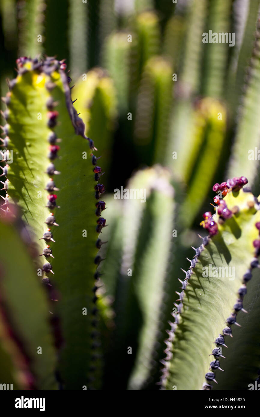 Cactus, medium close-up, detail, plant, nature, vegetation, cacti ...