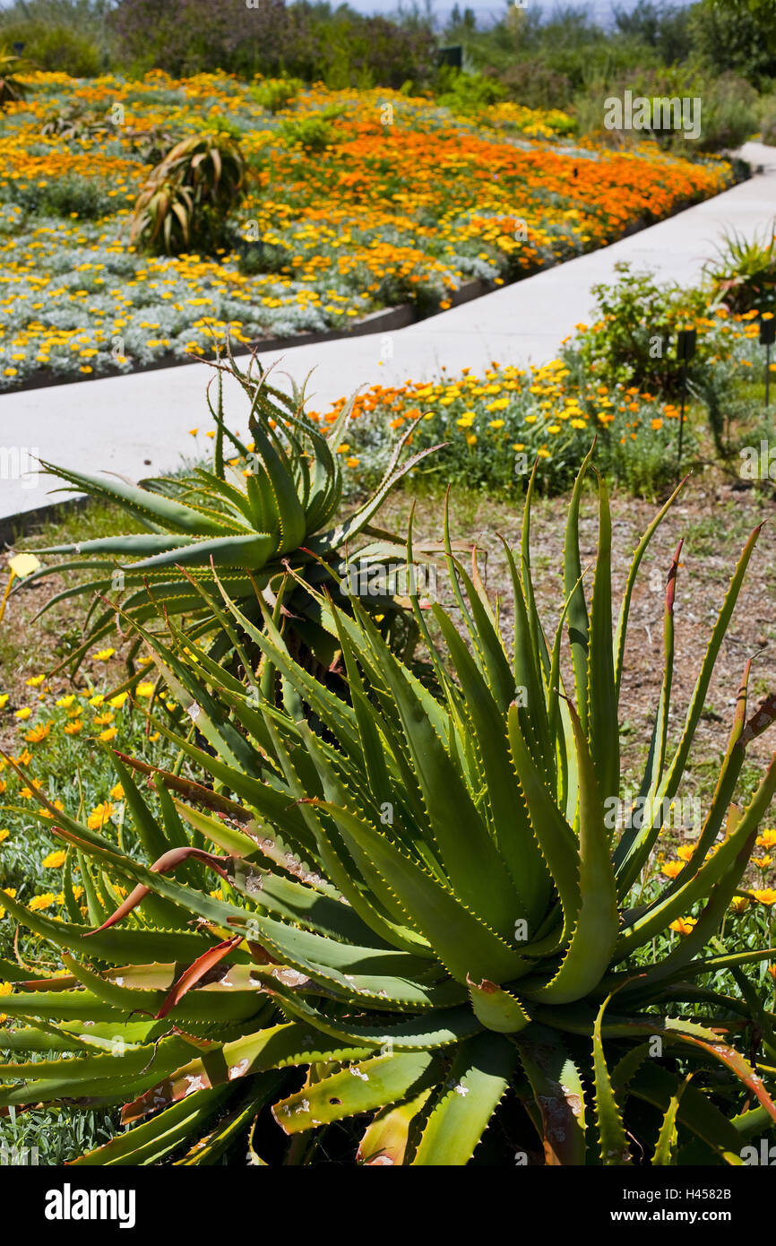 Krantz aloe, aloe arborescens Stock Photo - Alamy