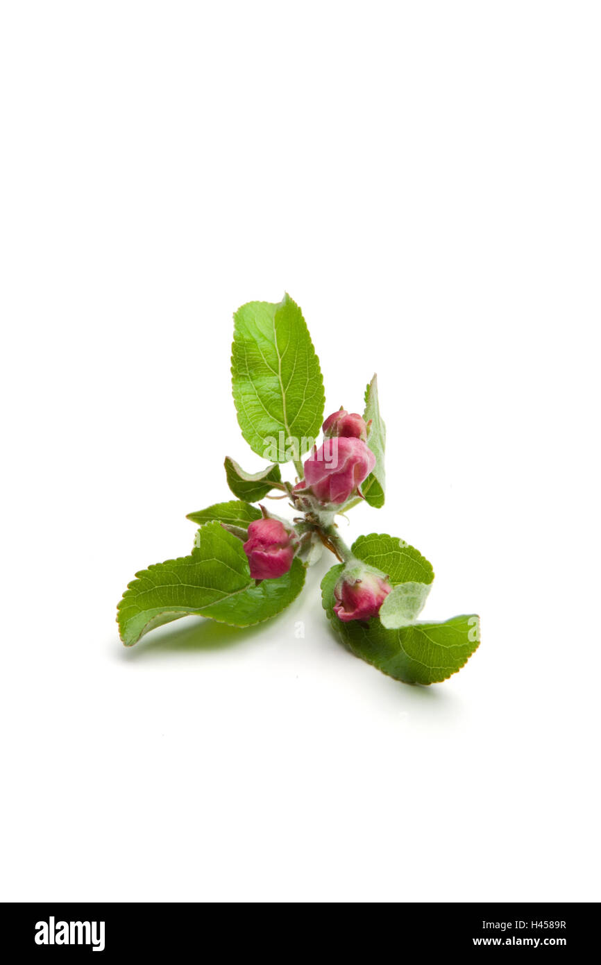 Fork, apple blossom, cut out Stock Photo - Alamy