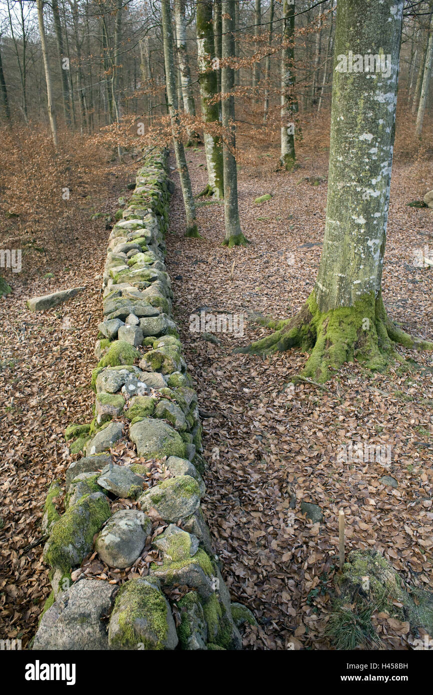 Sweden, Wanas park, stone wall, moss, detail, Scandinavia, park, wood ...
