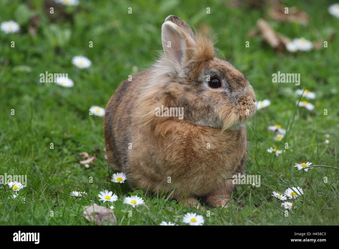 Pygmy rabbit hi-res stock photography and images - Alamy