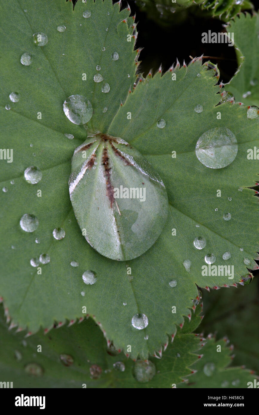 Alchemilla spec hi-res stock photography and images - Alamy