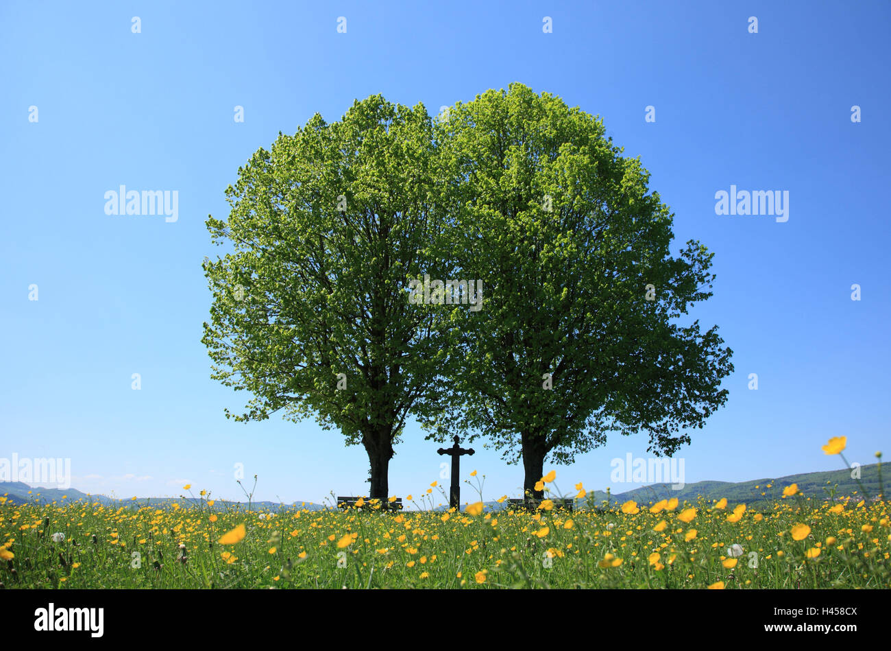Flower meadow, lime-trees, field cross, spring Stock Photo - Alamy
