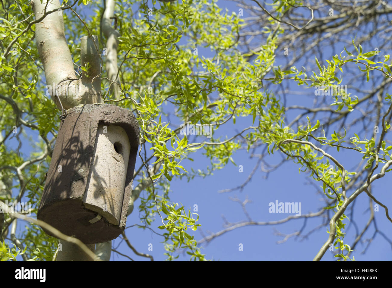 Corkscrew pasture, Salix matsudana 'Tortuosa', titmouse's nesting box ...