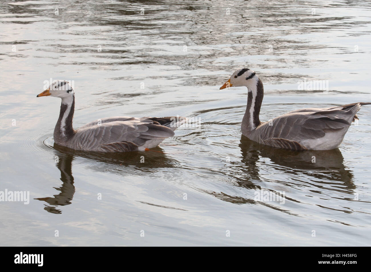 Indian goose hi-res stock photography and images - Alamy
