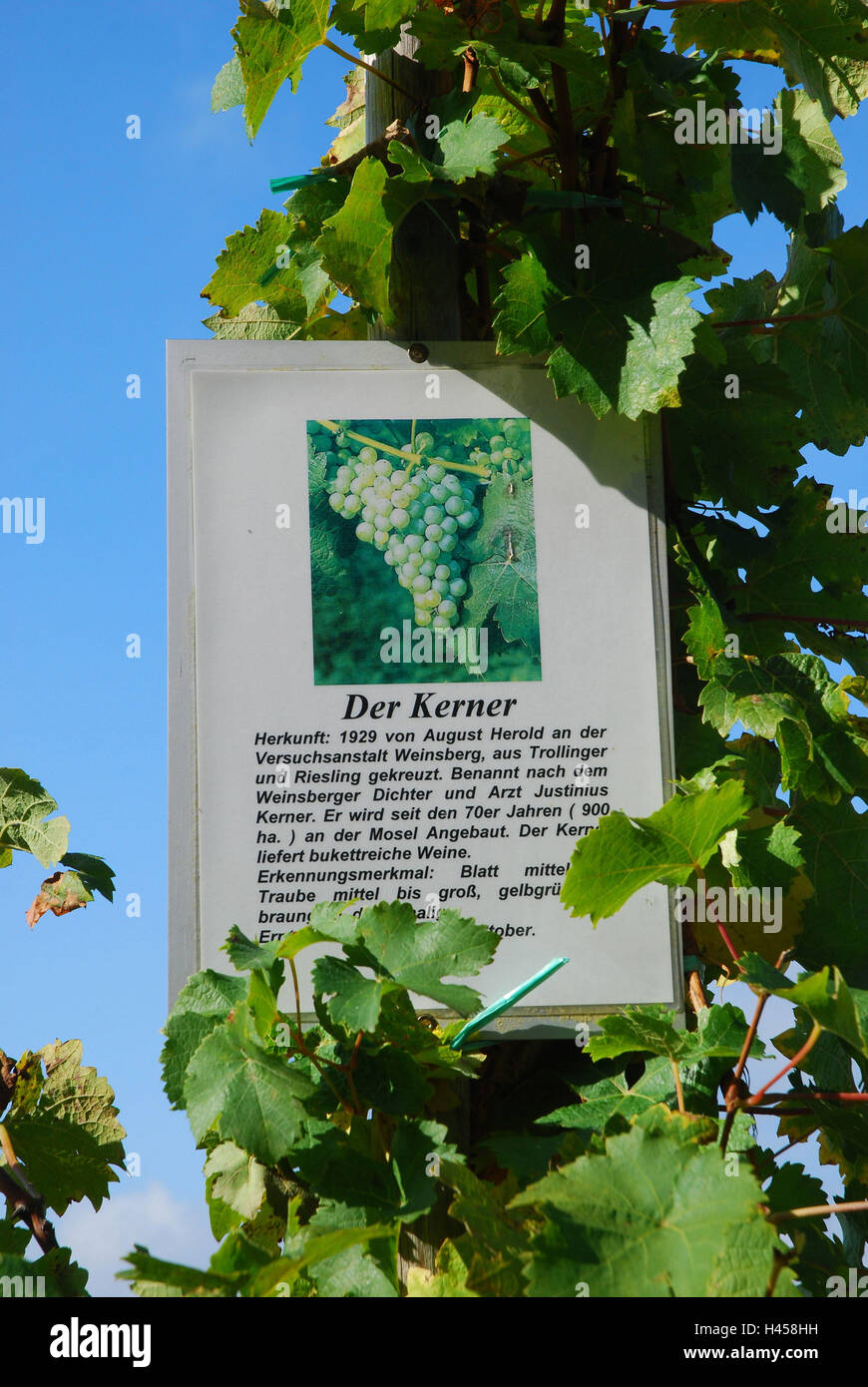 Kerner grapes hi-res stock photography and images - Alamy