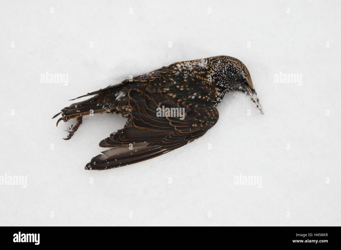 Glaucoma, snow, lie, deadly, landscape format, songbird, Sperlingsvogel ...