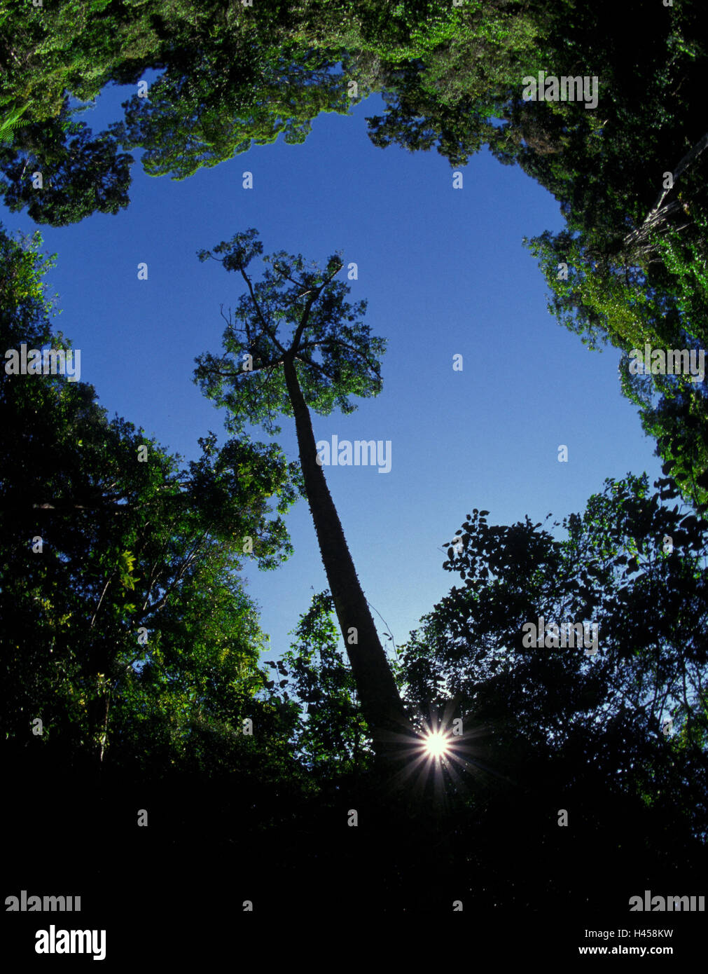 Jungle trees hi-res stock photography and images - Alamy