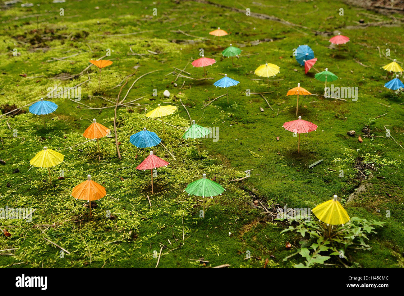 Moss, paper umbrellas Stock Photo - Alamy