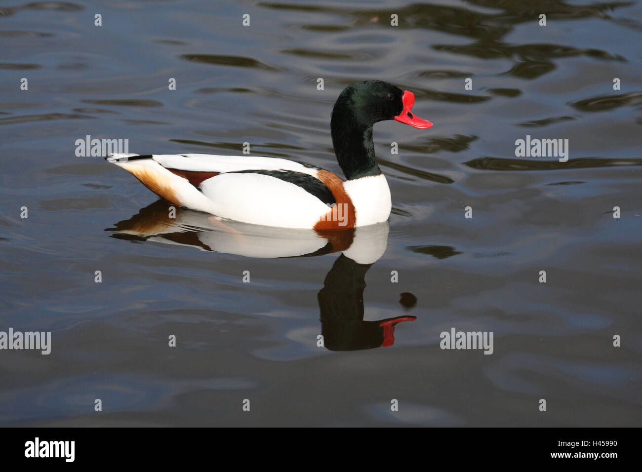 Fire goose, Tadorna tadorna, water, swim, duck, bird, Germany, water ...