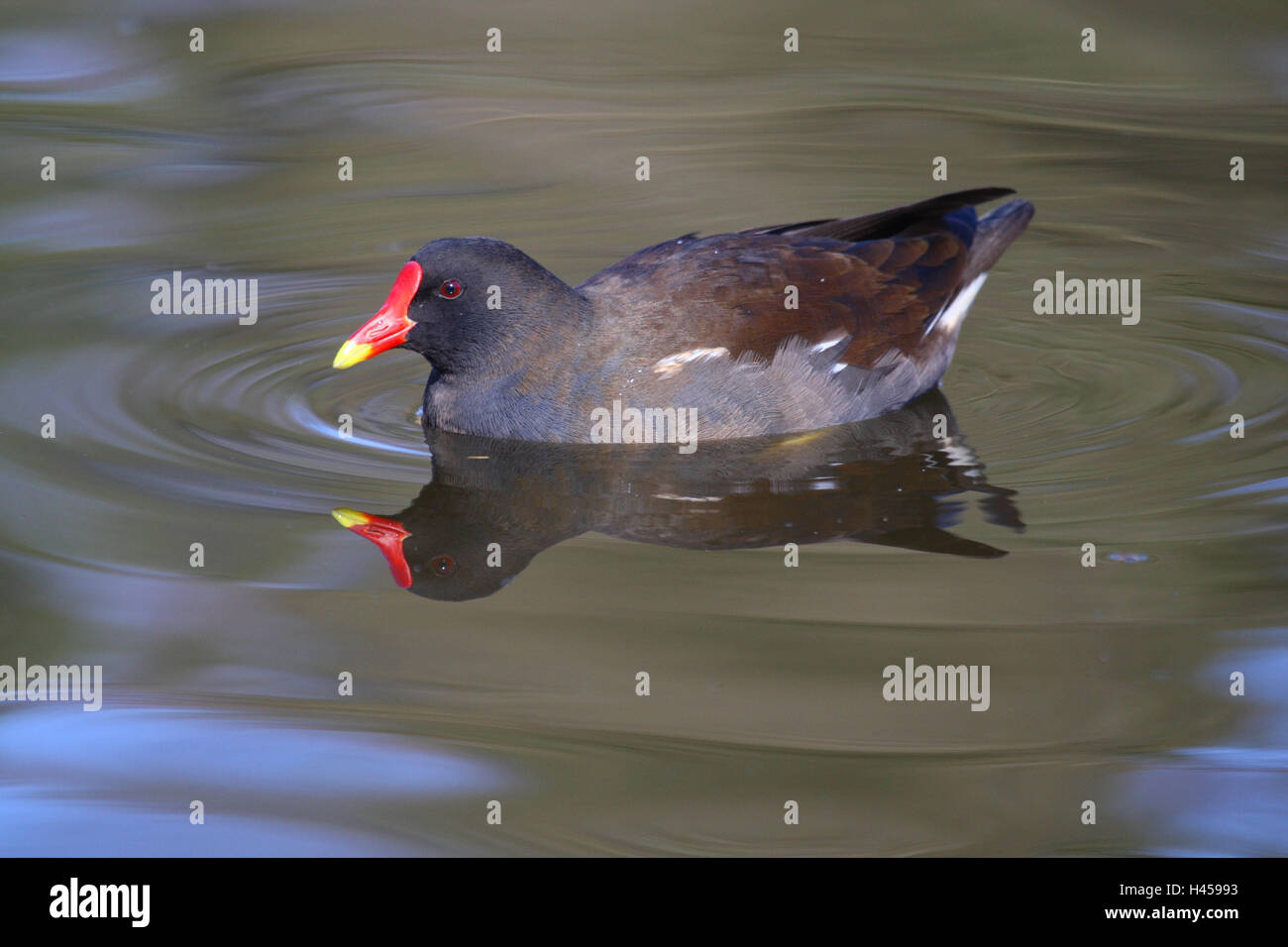 Pond Rallidae, Gallinula chlorine opus, water, swim, bird, Germany ...