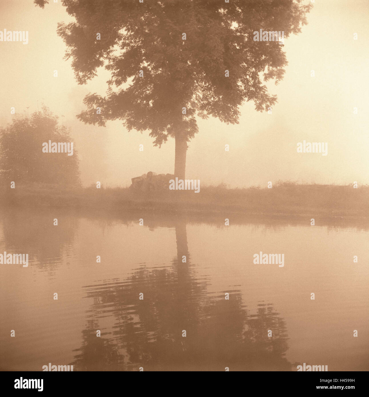 France, Burgundy, close Dijon, Canal de Bourgogne, river, shore, tree ...
