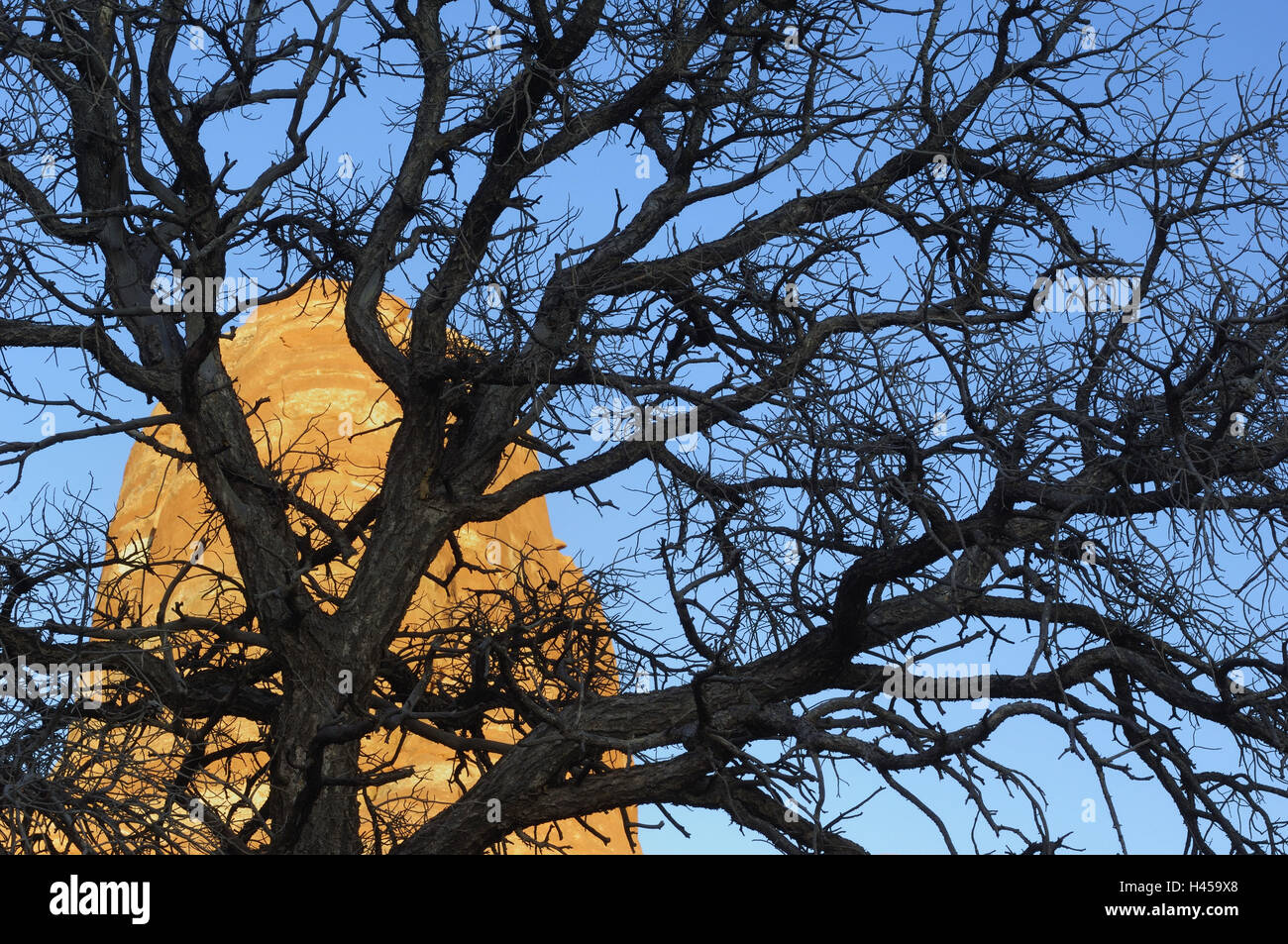 Bile tree hi-res stock photography and images - Alamy