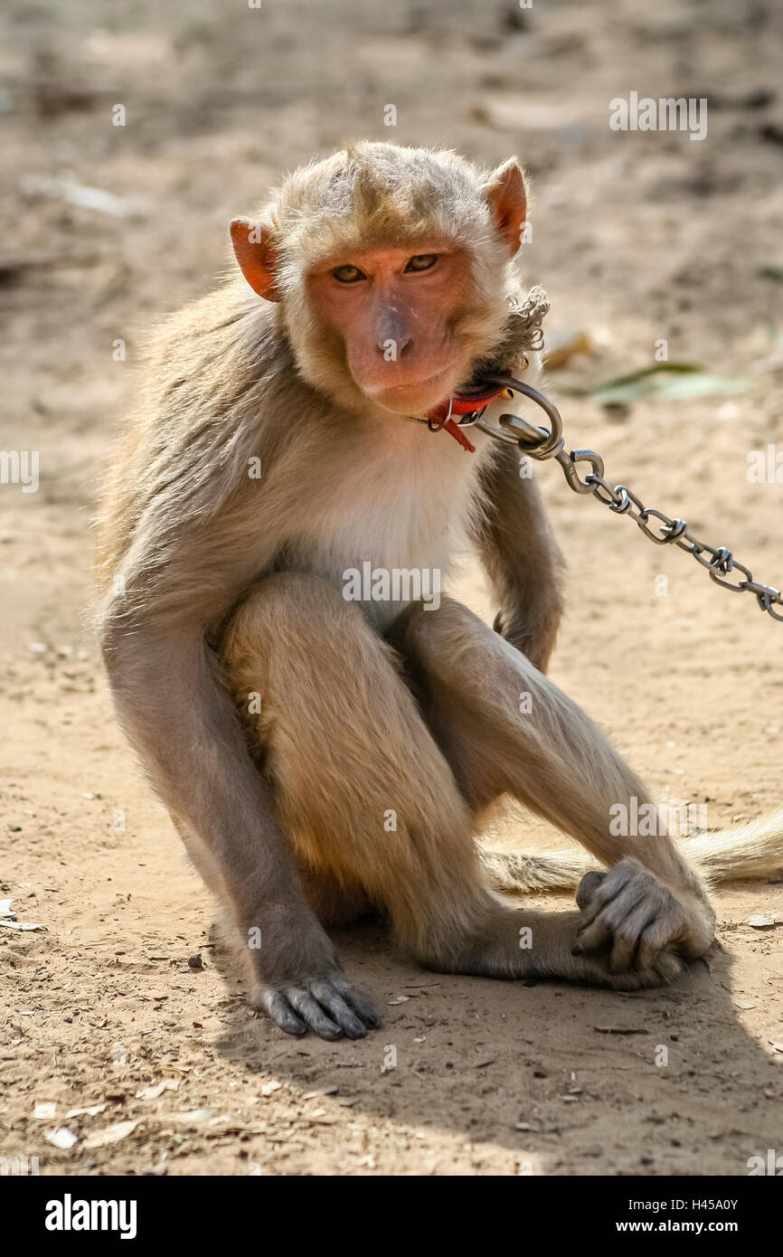 Small monkey chained to the pole in Rajasthan in India Stock Photo - Alamy