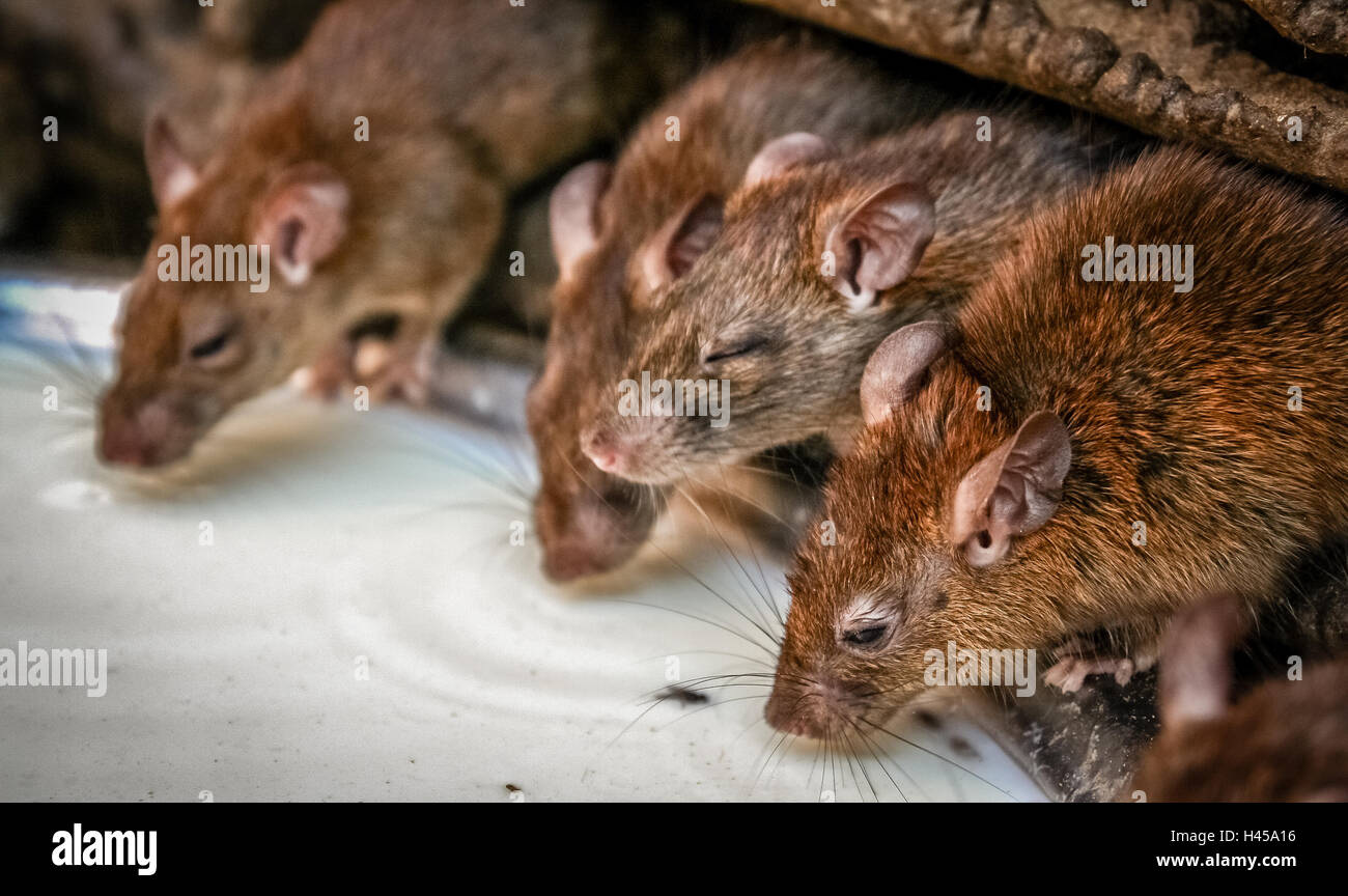 Holy rats drinking milk in the Karni Mata temple, Deshnok near Bikaner ...