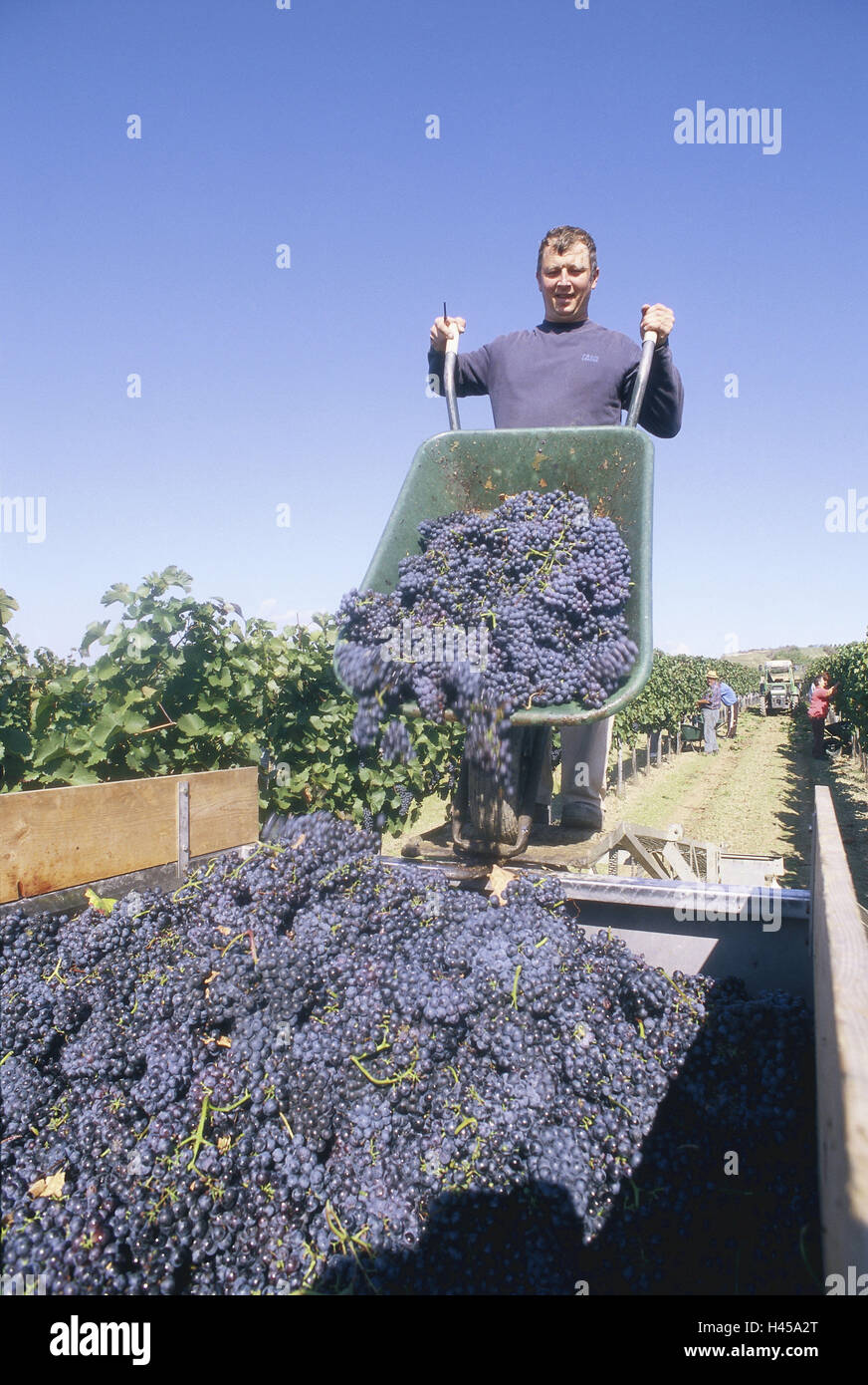 Load of grapes hi-res stock photography and images - Alamy