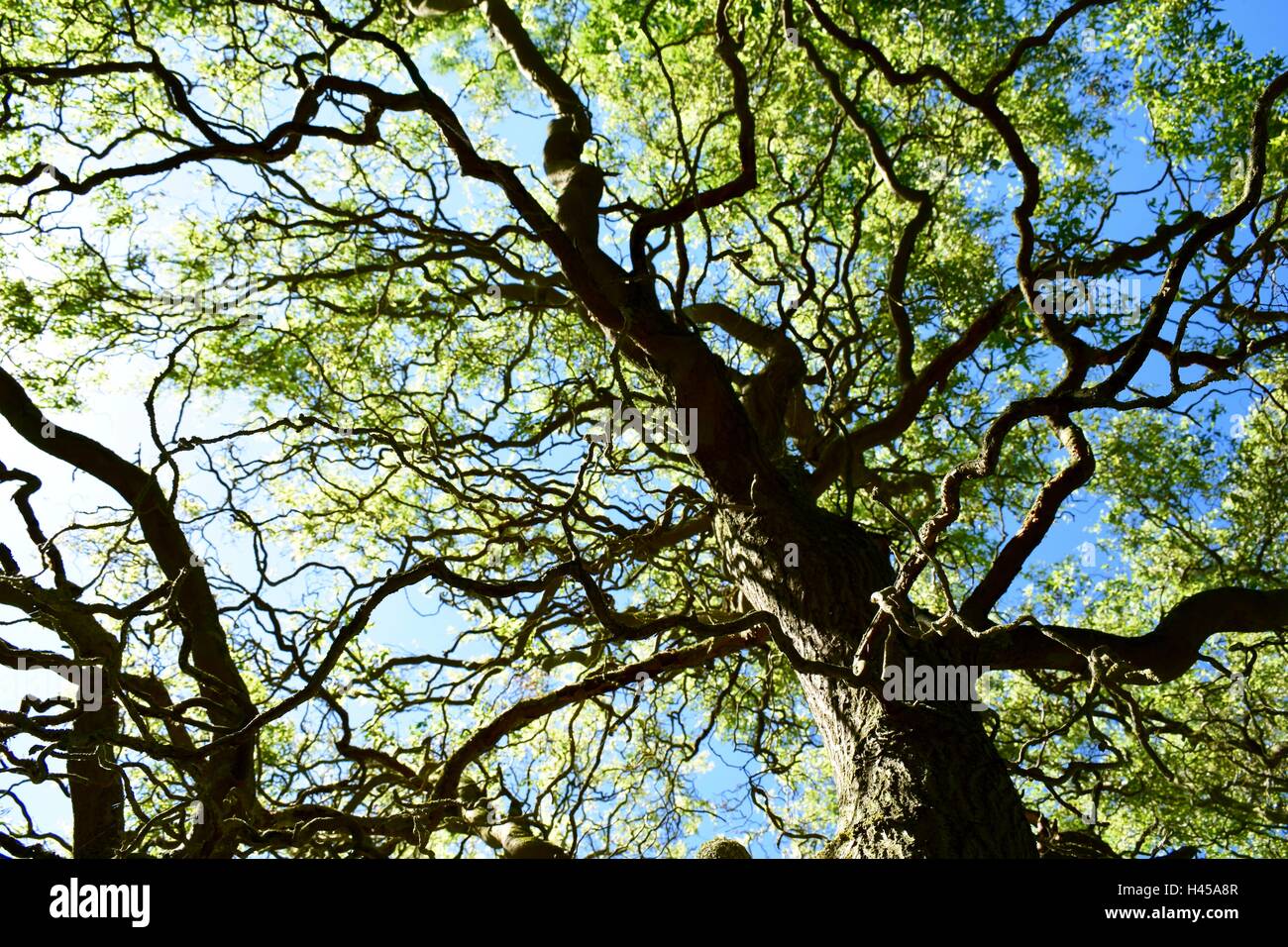 Summers sky through trees hi-res stock photography and images - Alamy