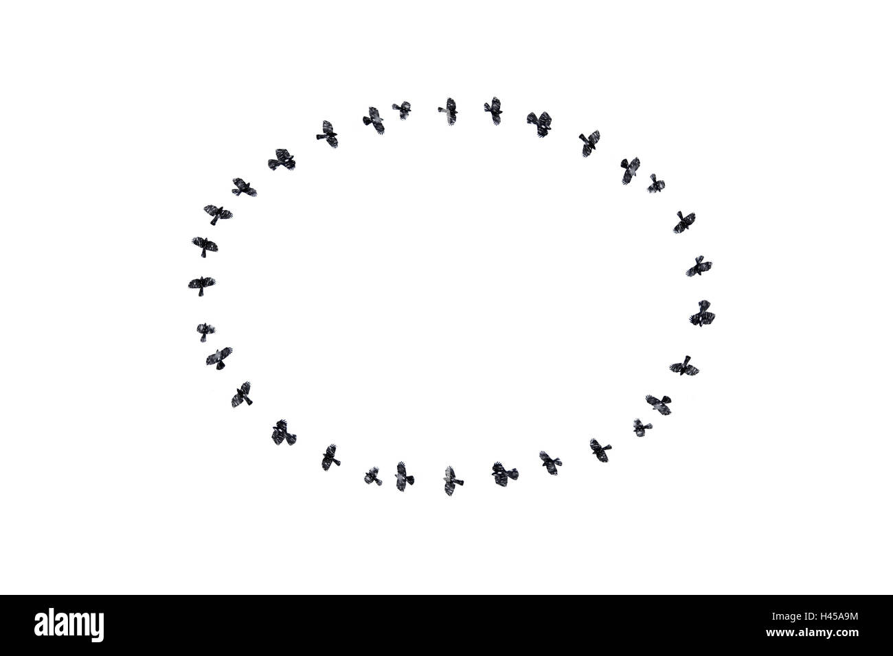 Raven silhouette Cut Out Stock Images & Pictures - Alamy