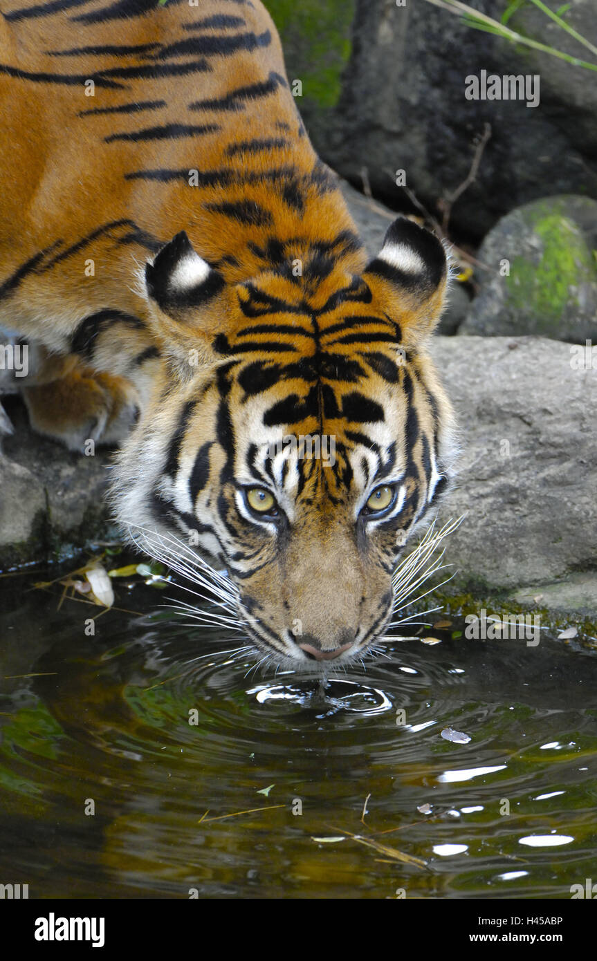Sumatra tigers, Panthera tigris sumatrae, water, drink, animal portrait ...