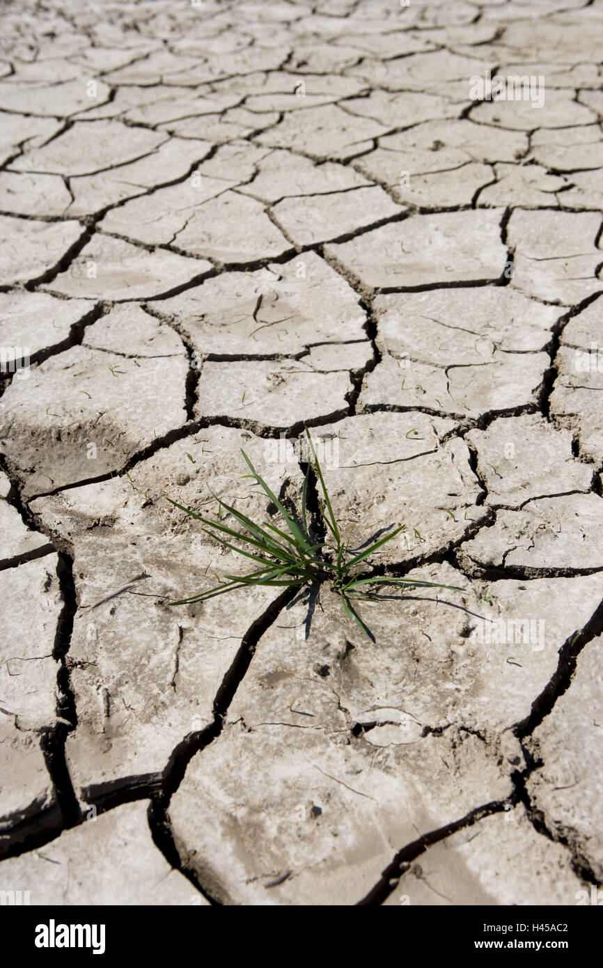 Earth, dried out, cracked, plant Stock Photo - Alamy