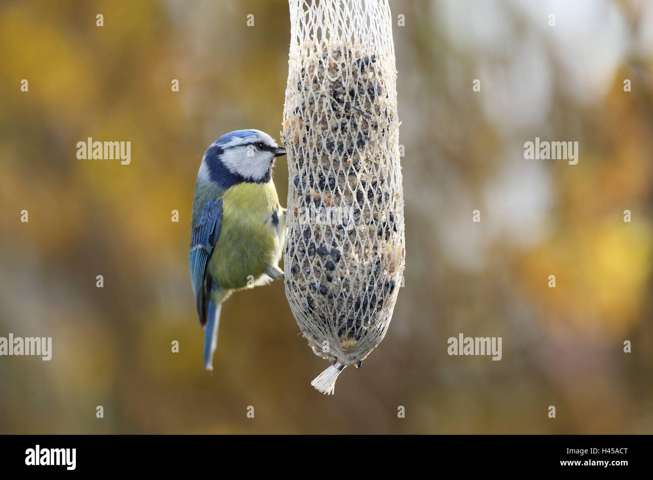 Blue tit, Parus caeruleus, feed stick, bird fat ball Stock Photo - Alamy