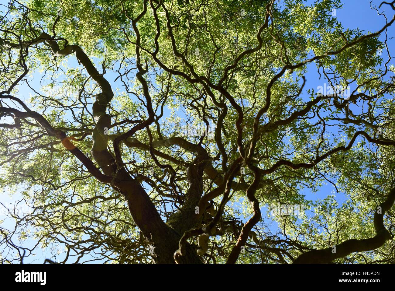 Sky Through the Trees Stock Photo - Alamy