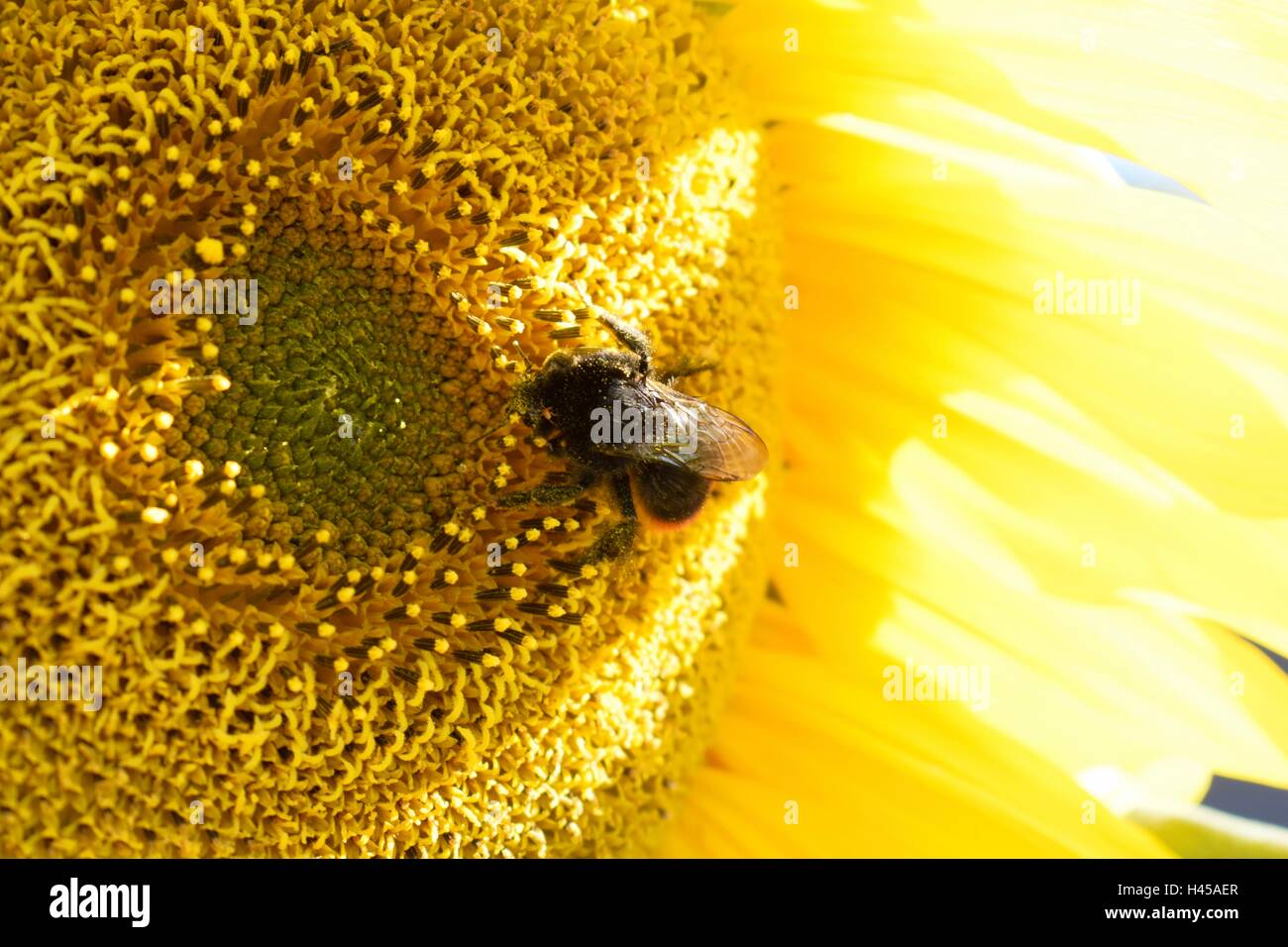 Bumble Bee on Sun Flower Stock Photo - Alamy