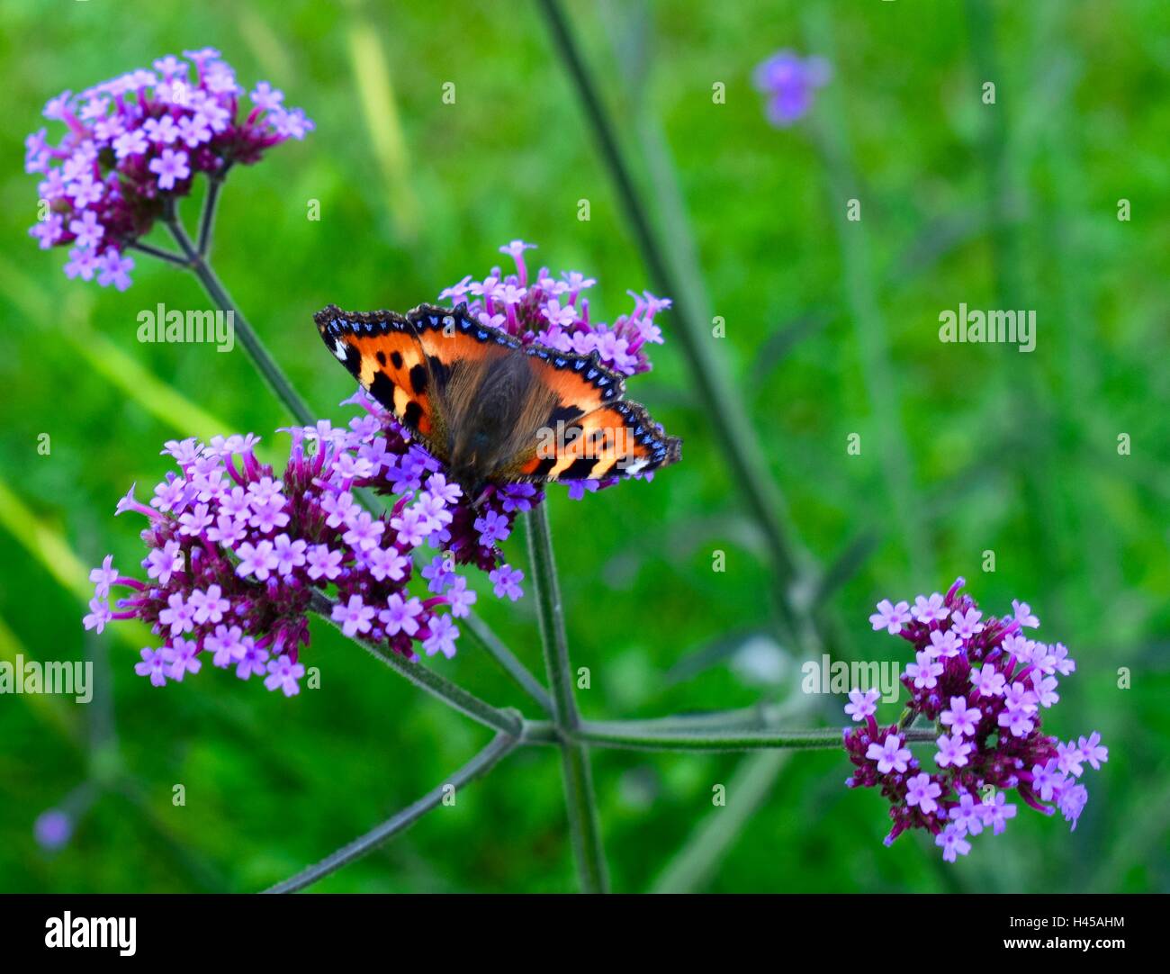 Insect landing hi-res stock photography and images - Alamy