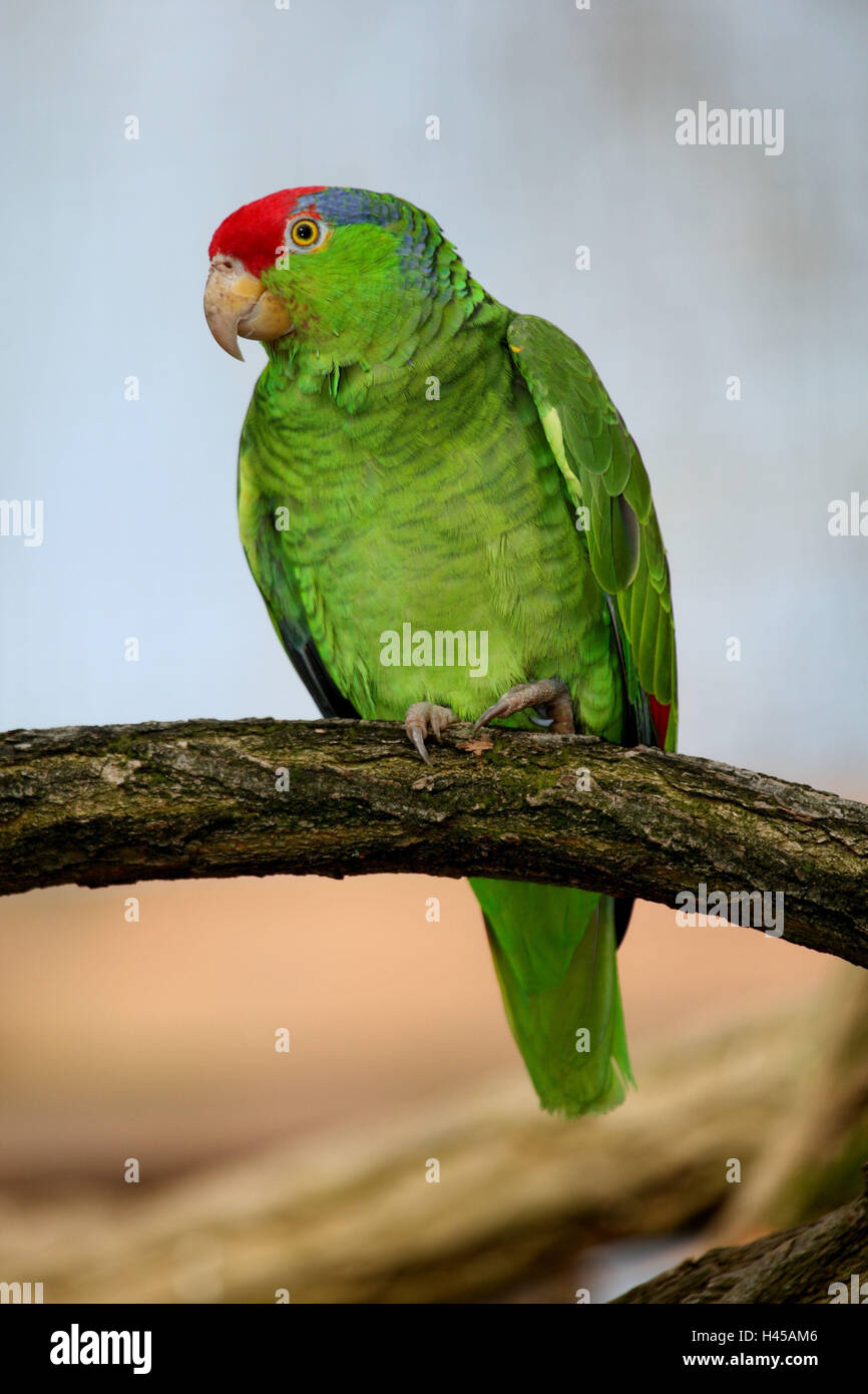 Green cheek amazon, Amazona viridigenalis, branch Stock Photo - Alamy