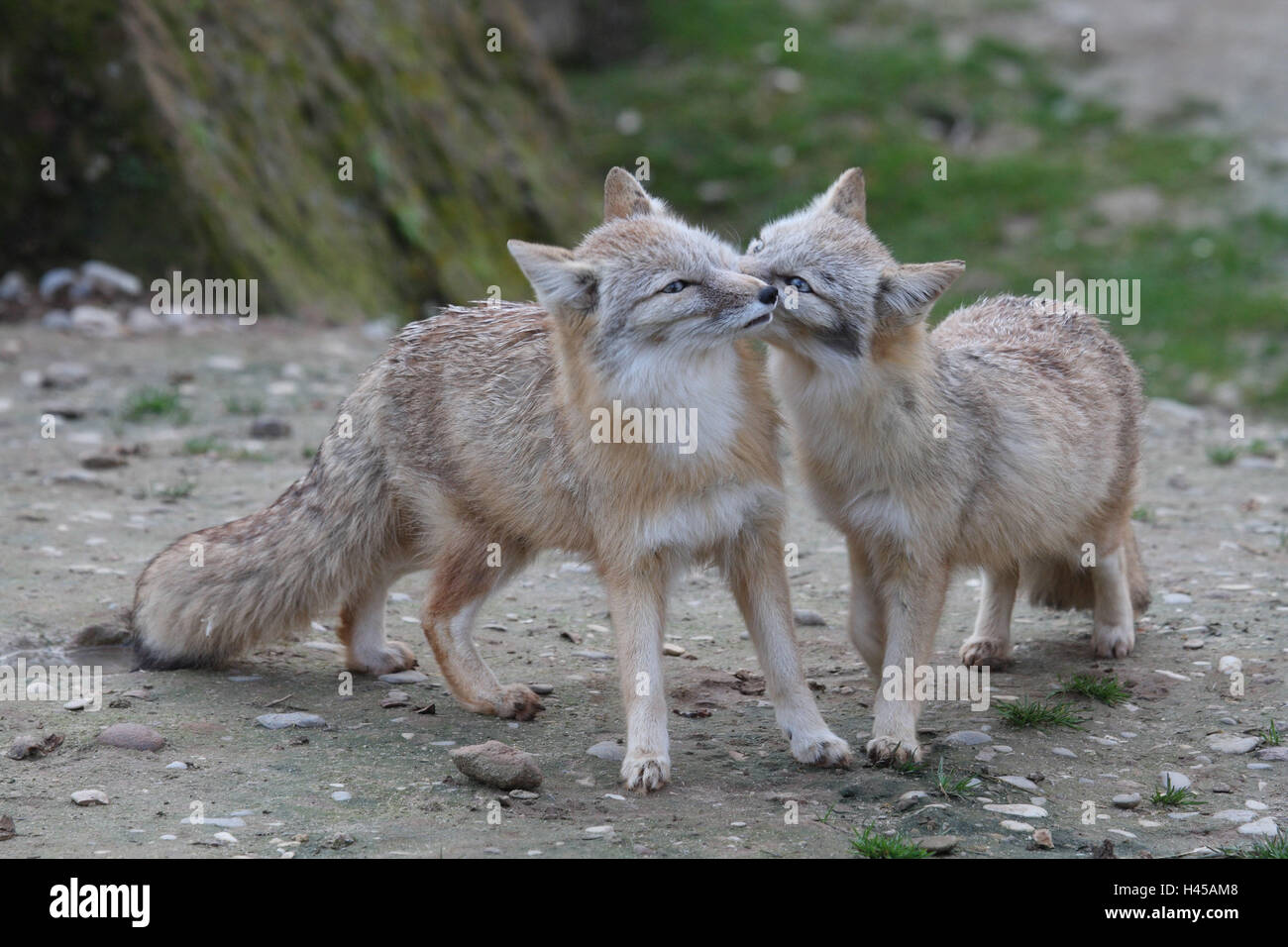 Kit fox hi-res stock photography and images - Alamy