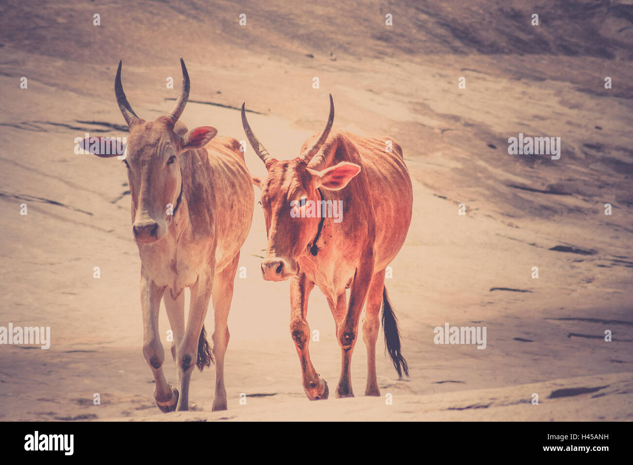 Brahma cow india hi-res stock photography and images - Alamy