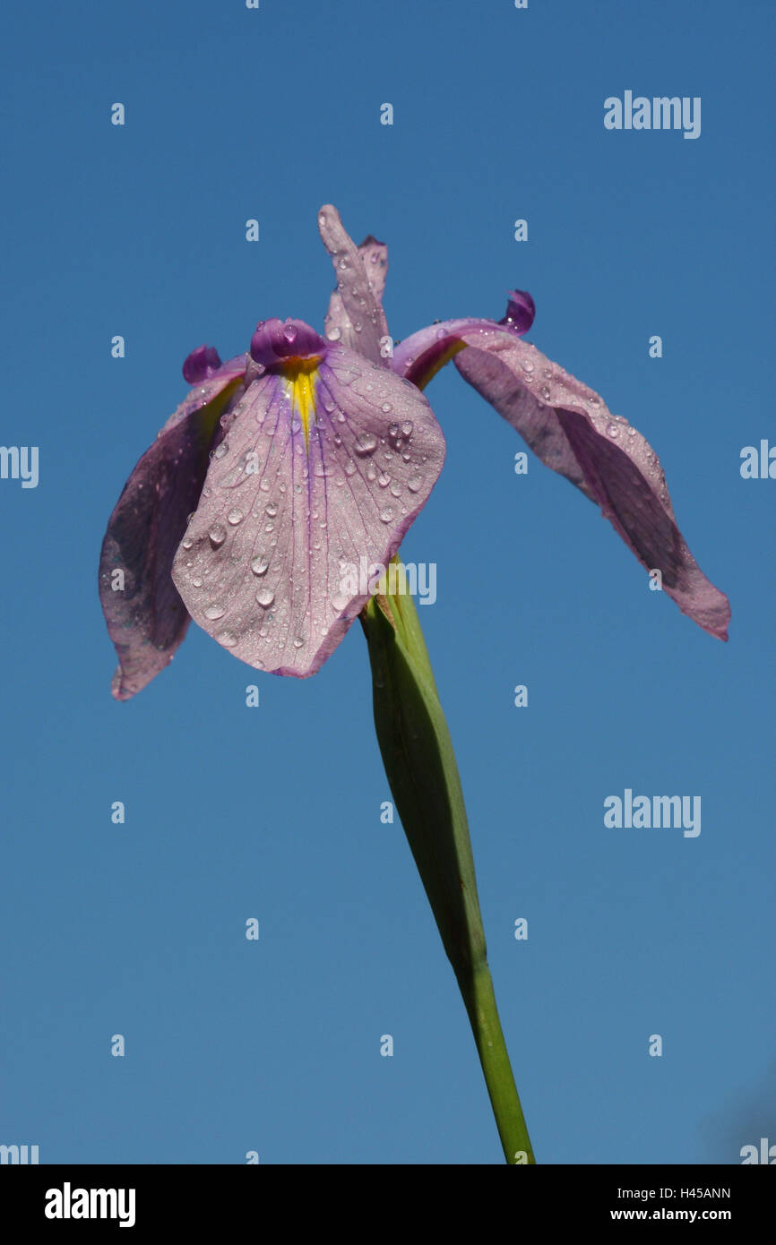 Marsh iris, iris versicolor Stock Photo - Alamy