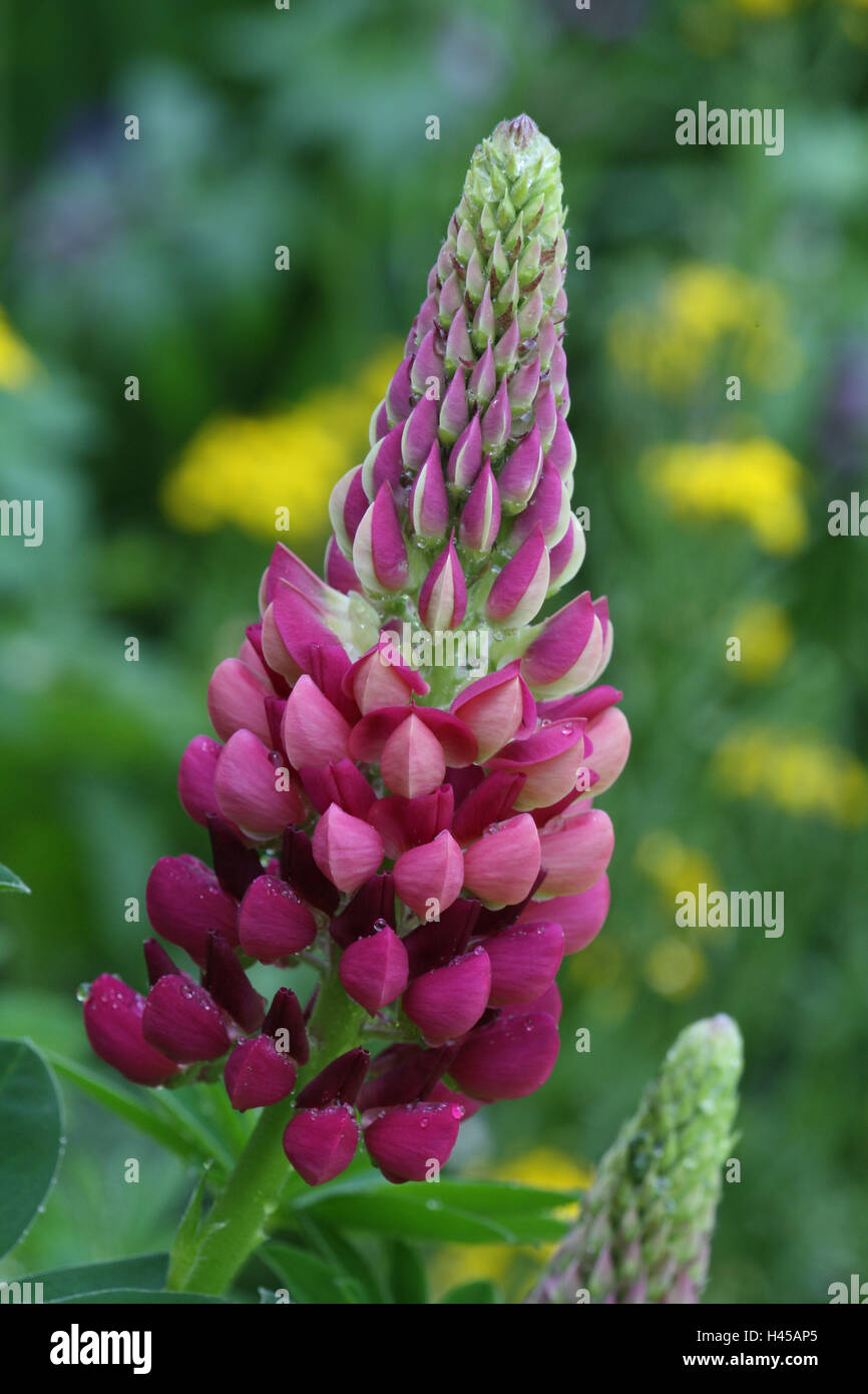 Lupin, Lupinus spec., medium close-up Stock Photo - Alamy