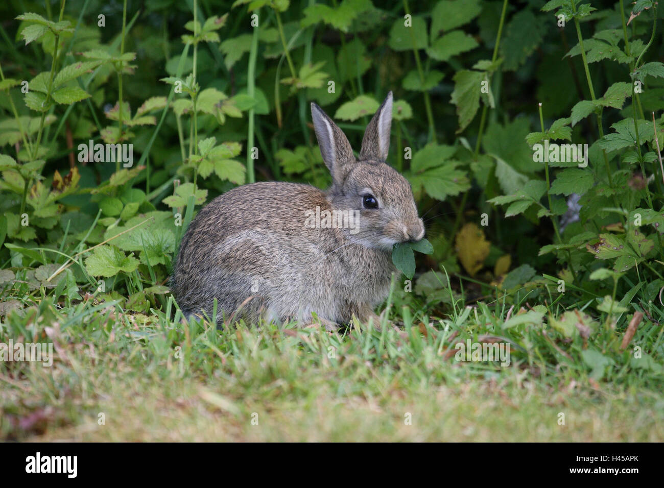 Wild rabbits, Oryctolagus cuniculus, young animal Stock Photo - Alamy