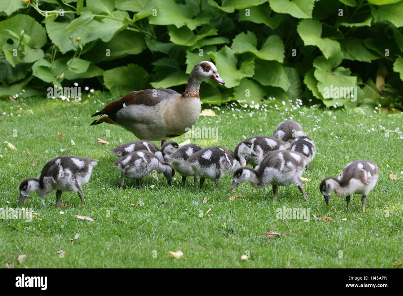 Nile goose, Alopochen aegyptiacus, adult, young animals Stock Photo - Alamy