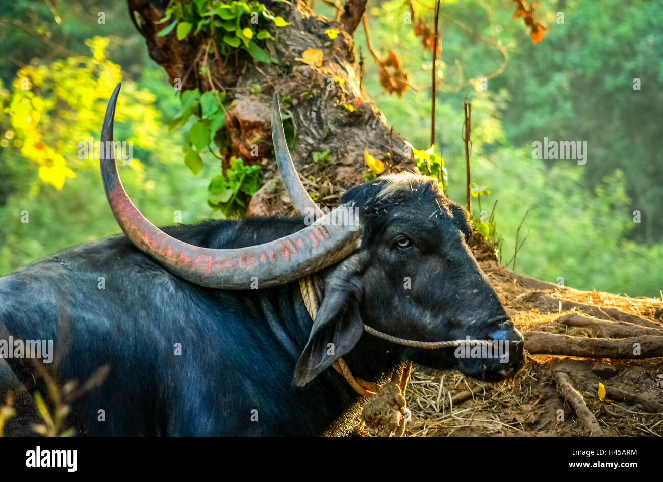 Buffallo hi-res stock photography and images - Alamy