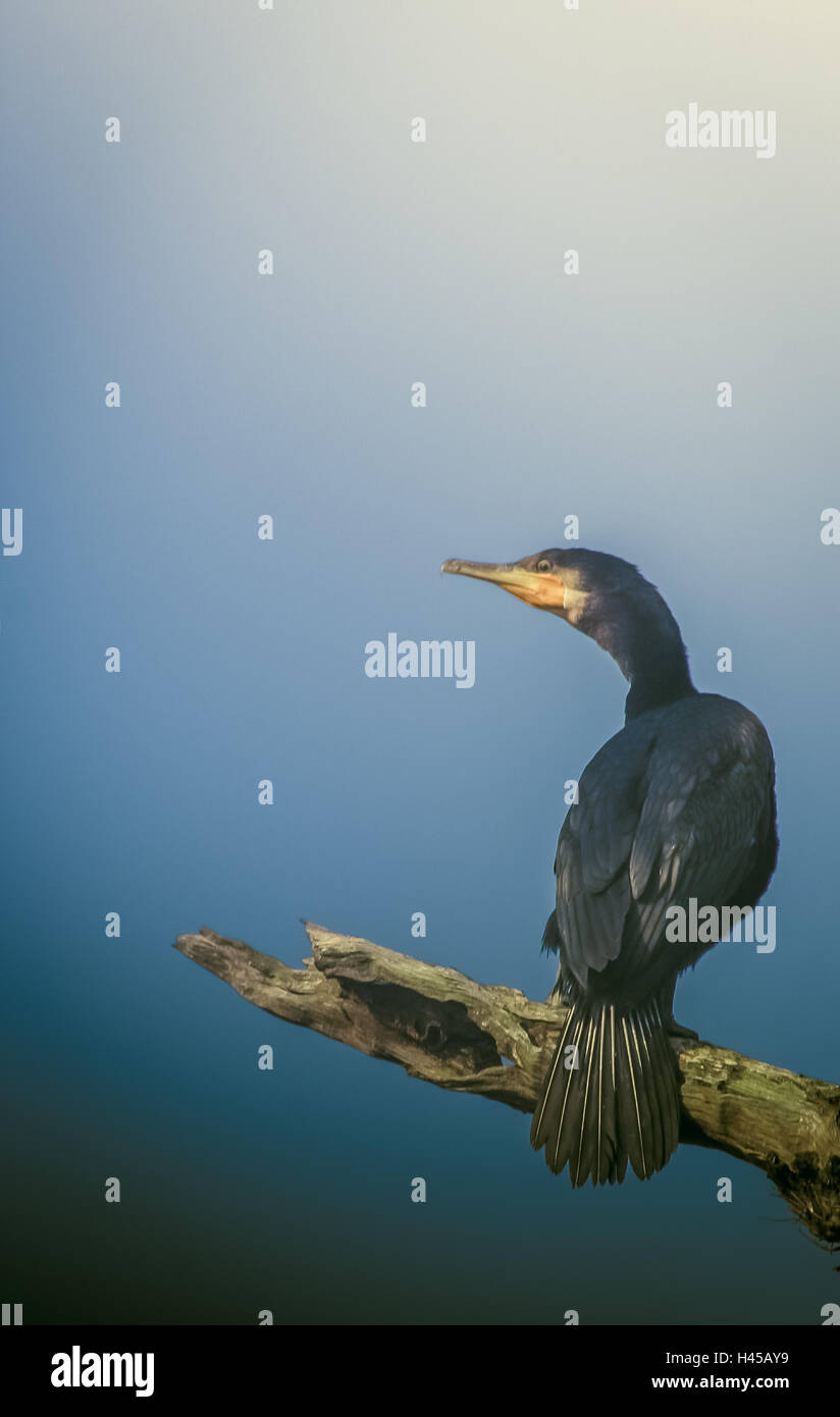Bird sitting on a tree branch, Periyar Natural Reserve, India Stock ...
