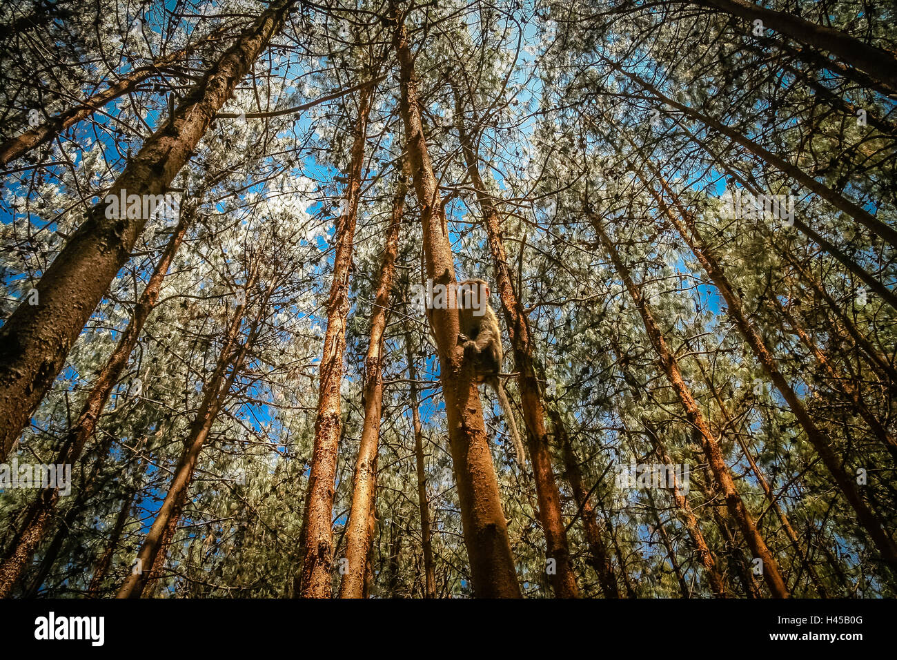 A wild monkey on a pine tree in a forest in mountains near Kodaikanal ...