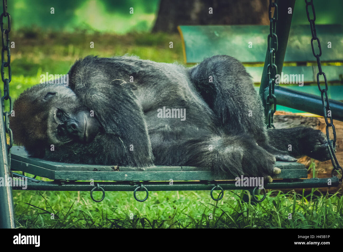 Gorilla sleeping hi-res stock photography and images - Alamy