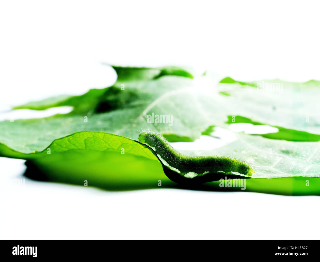 Green color caterpillar hi-res stock photography and images - Alamy