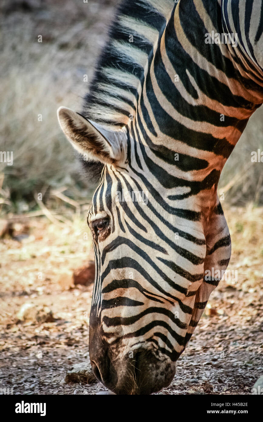 Close up of the head of zebra Stock Photo - Alamy