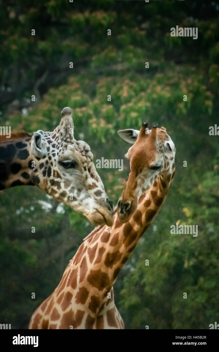 Two African giraffes mating, Mysore zoo, India Stock Photo - Alamy
