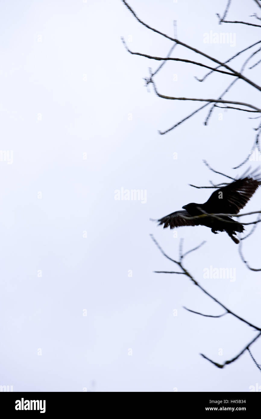 Spooky tree with crow hi-res stock photography and images - Alamy