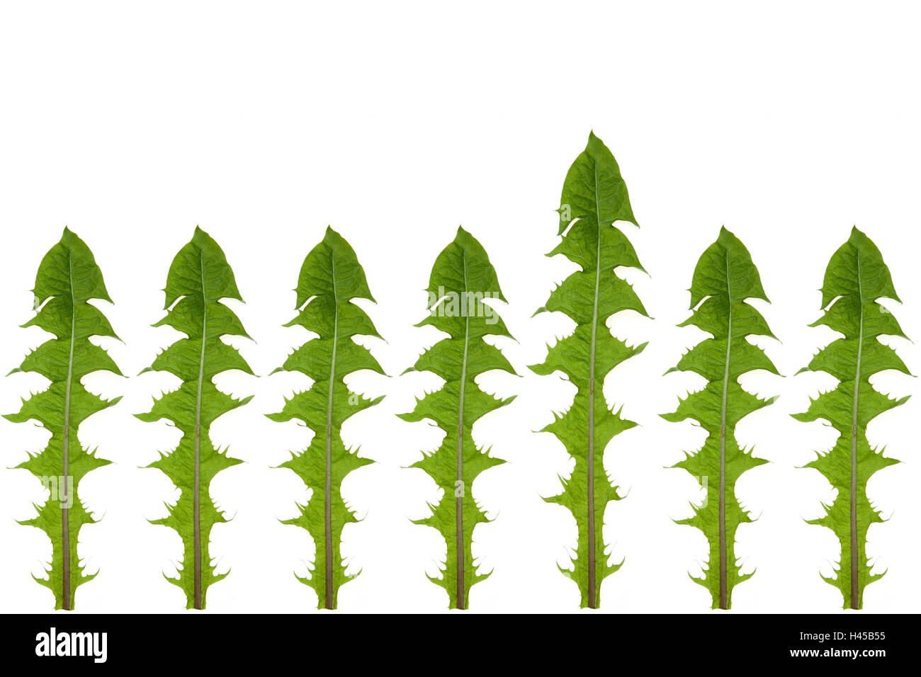 Side leaves hi-res stock photography and images - Alamy