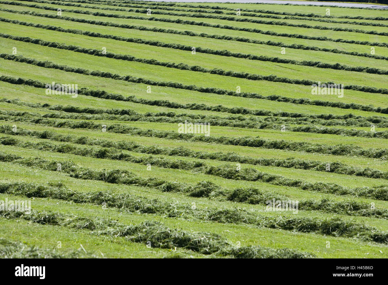 Mowed hay fields hi-res stock photography and images - Alamy